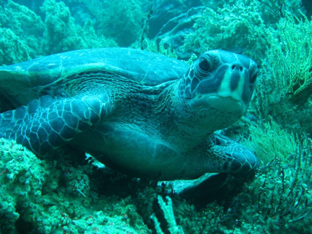 Galapagos Diving day trips | Gordon Rocks Diving Tour - Galapagos & Beyond